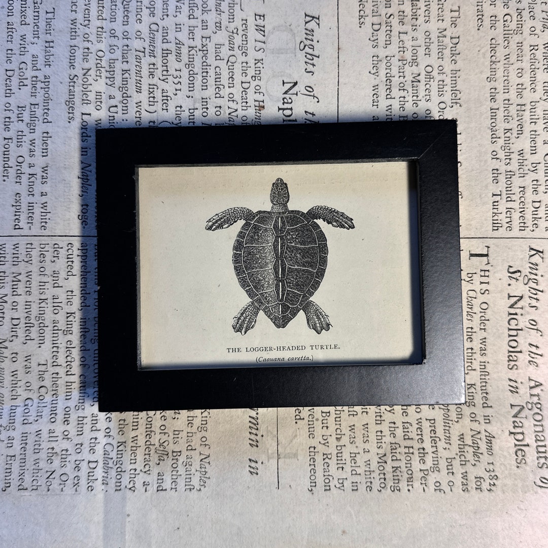 C. 1858 Small FRAMED SEA TURTLE Engraving • Original Antique Print ...