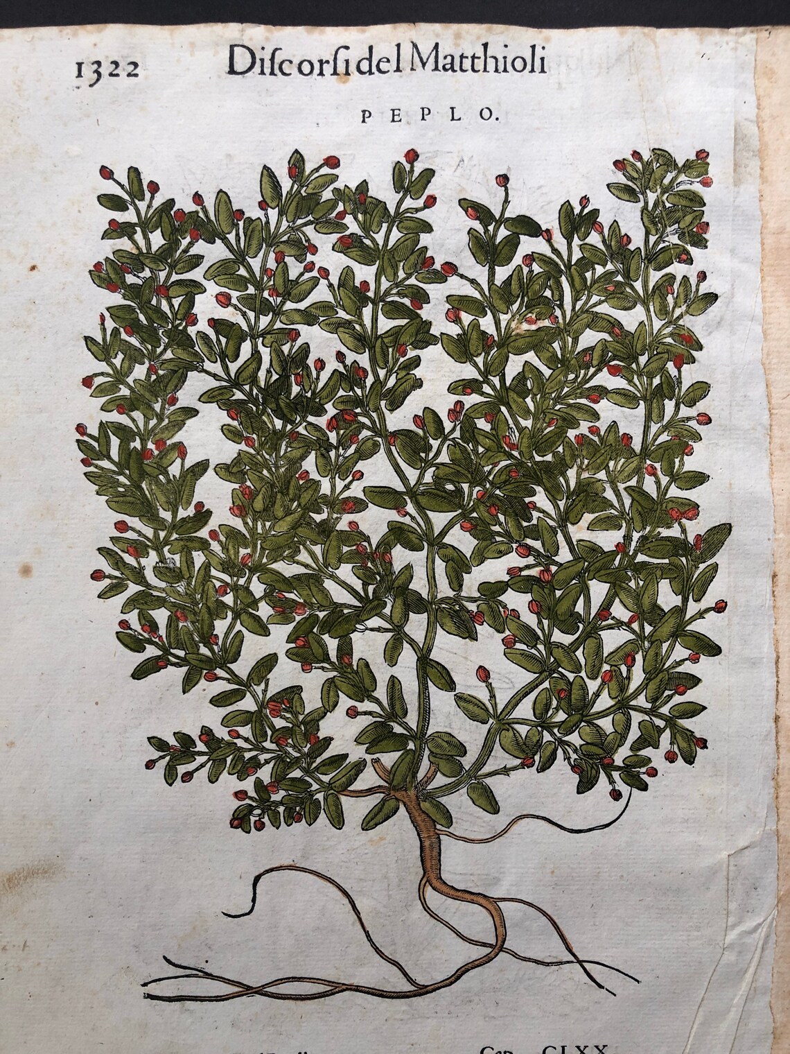 C. 1544 MATTIOLI MEDICINAL PLANT Print Original Antique | Etsy