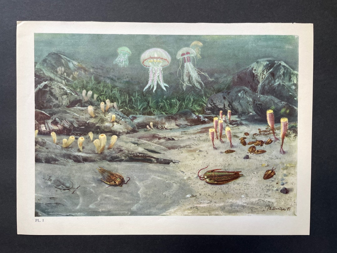 C. 1960 UNDERWATER PREHISTORIC LANDSCAPE Lithograph Original Vintage ...