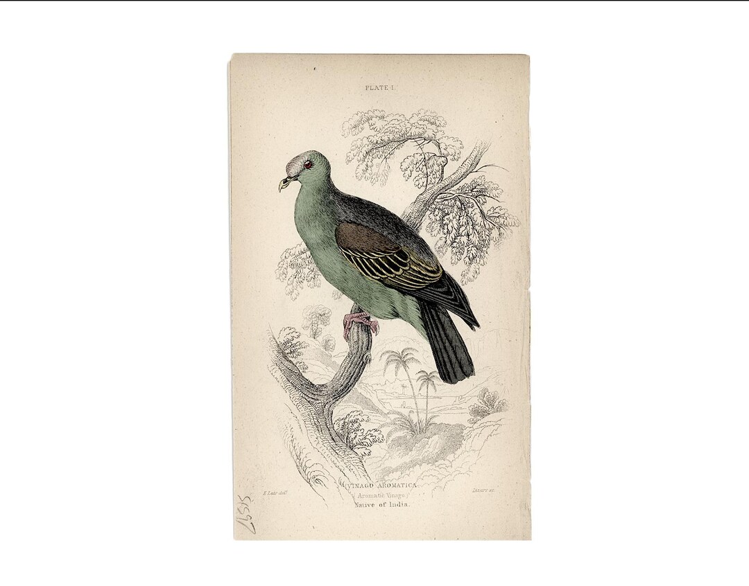 C. 1834 GREEN PIGEON Engraving • Original Antique Prints • Hand Colored ...
