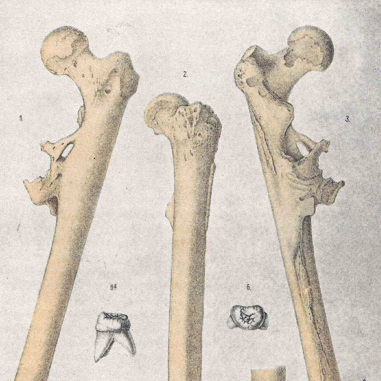 C. 1900 BONES PRINT Antique Anatomy Print Human Skeleton - Etsy
