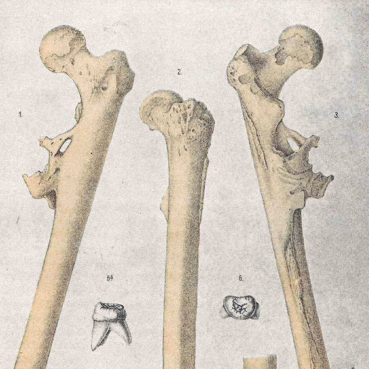 C. 1900 BONES PRINT - Antique Anatomy Print - Human Skeleton Print ...