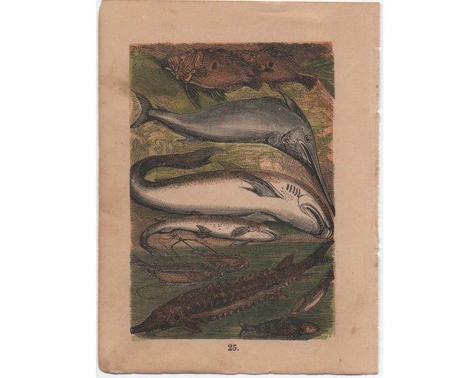 C.1882 FISH - RARE Antique Lithograph - Original Antique Print - Buffon ...
