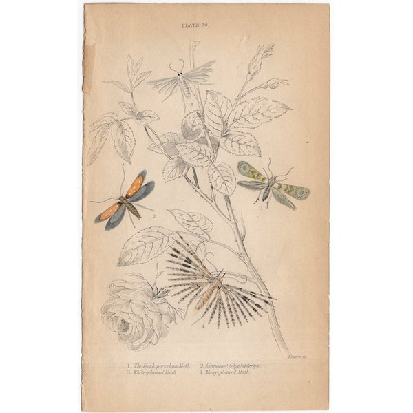Entomology Print - Etsy
