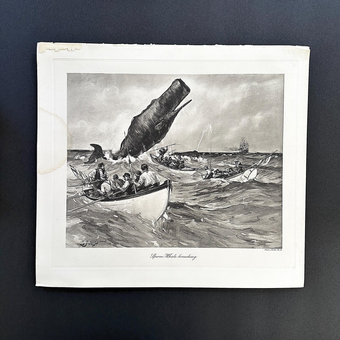 C. 1904 SPERM WHALES Lithograph • Original Antique Print • Marine ...