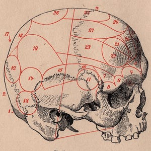 HUMAN SKULL Print C. 1900 • Original Antique Print • Antique Skeleton ...