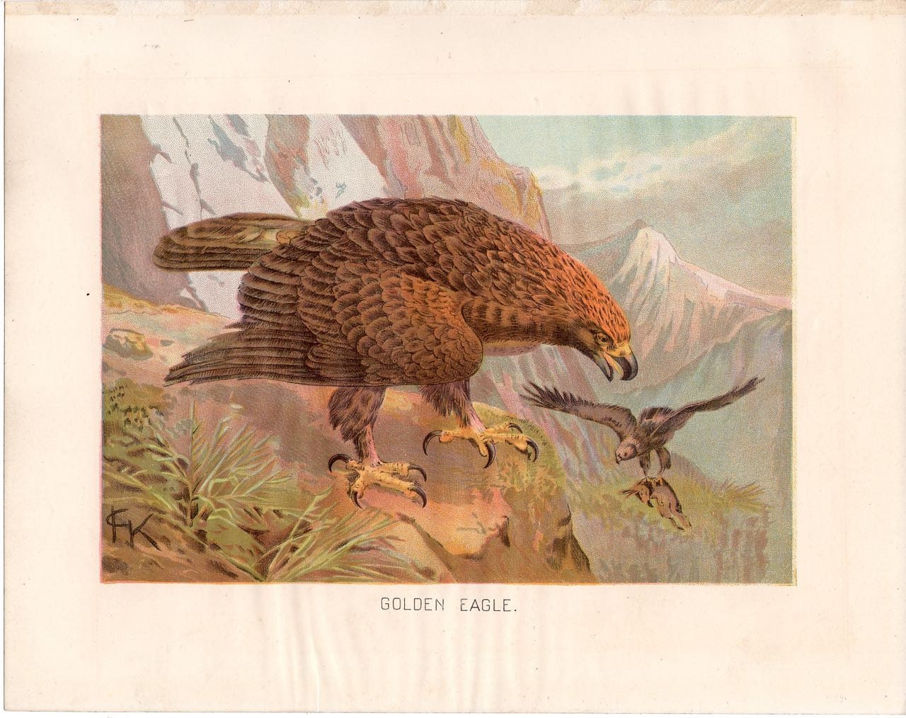C. 1910 GOLDEN EAGLE Lithograph • Original Antique Print • Bird Print ...