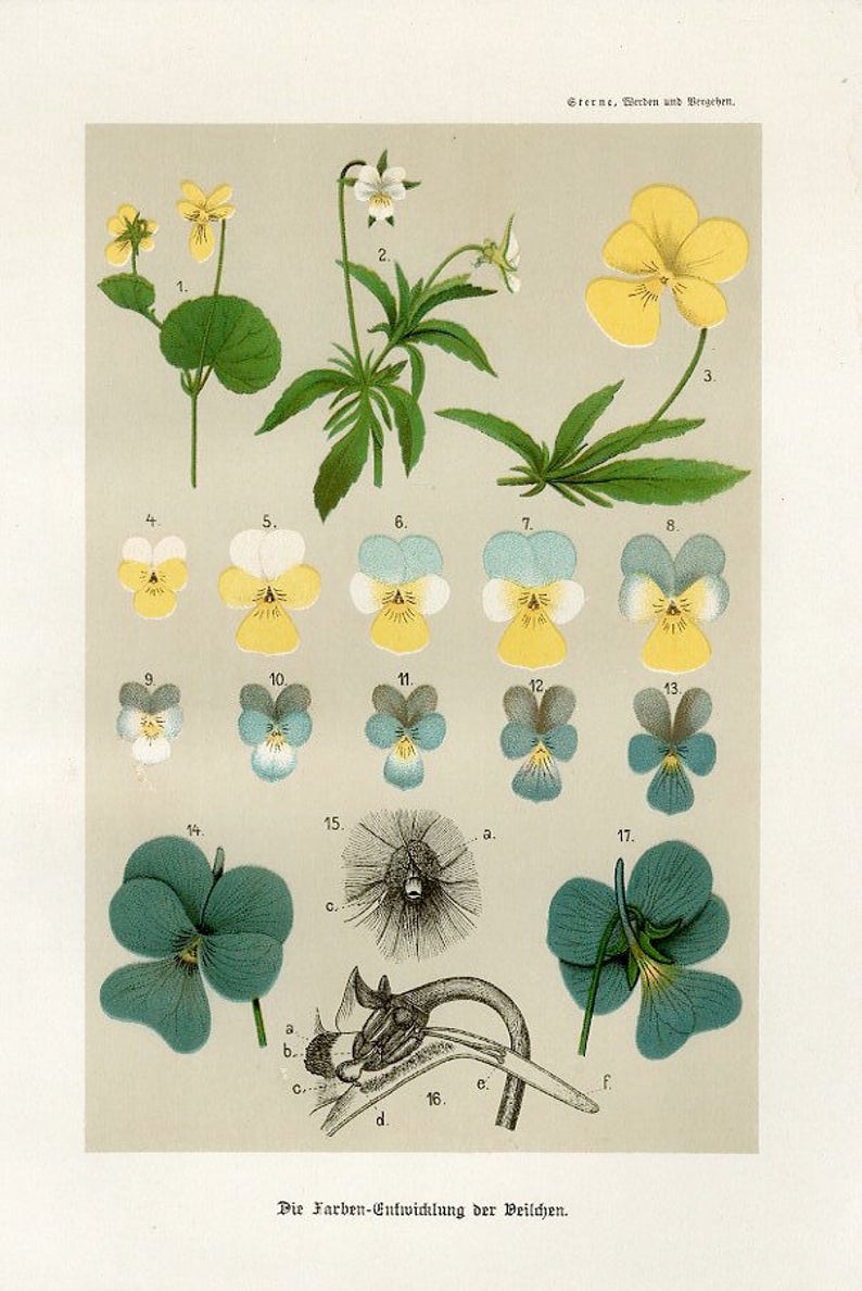 C. 1890 FLOWER COLOR & DEVELOPMENT Lithograph Original - Etsy