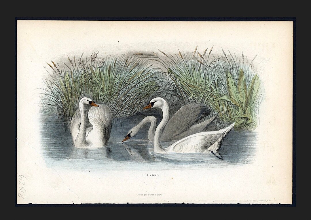 C. 1837 SWANS Engraving - Original Antique Print • Waterbird Print - Le ...