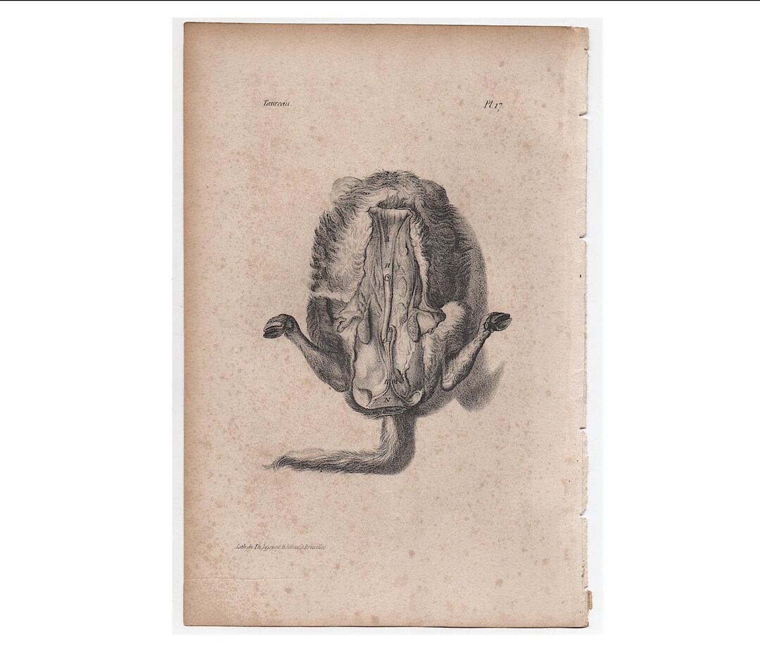 ANIMAL ANATOMY Print C. 1830 • Original Antique Print • Veterinarian ...