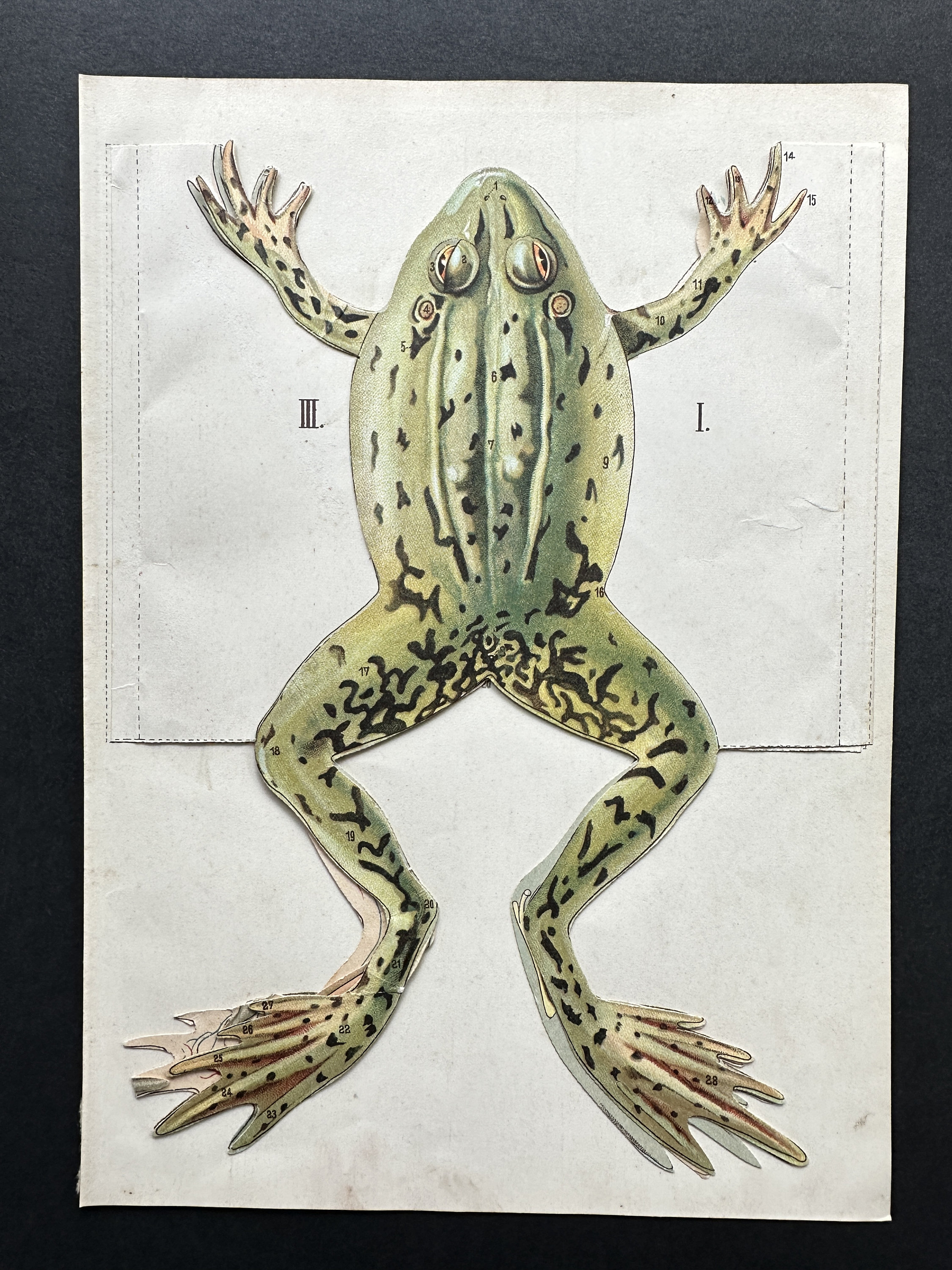 Anatomía De Una Rana Disecada Disección De Kind Frog: Guía Para El