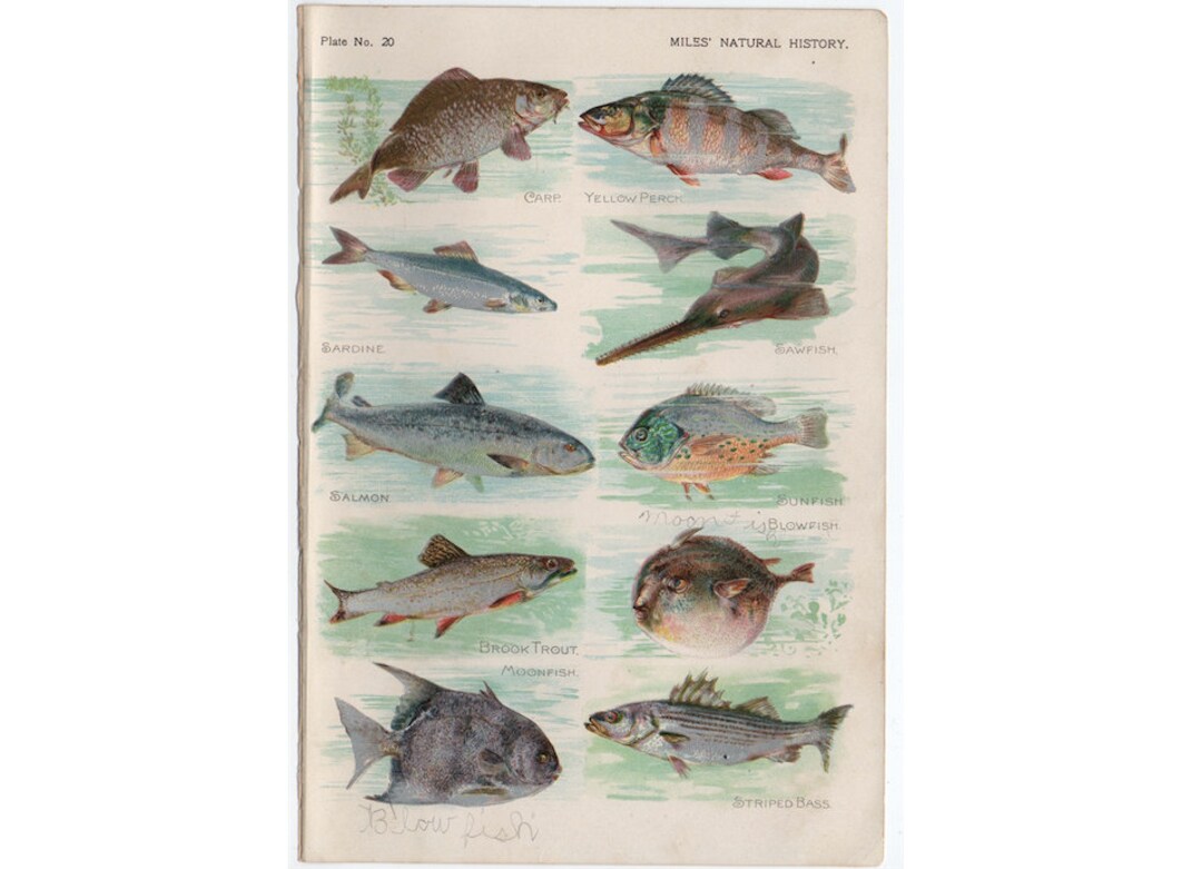 C. 1895 ANTIQUE FISH PRINT - Original Antique Print - Ichthyology Print ...