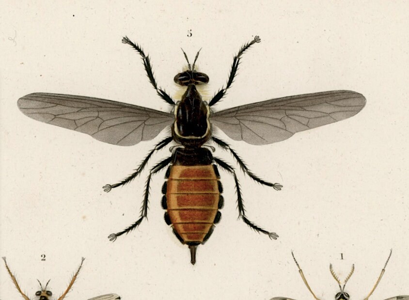 C. 1849 WASPS & FLIES Print • Original Antique Print - Bug Print • D ...
