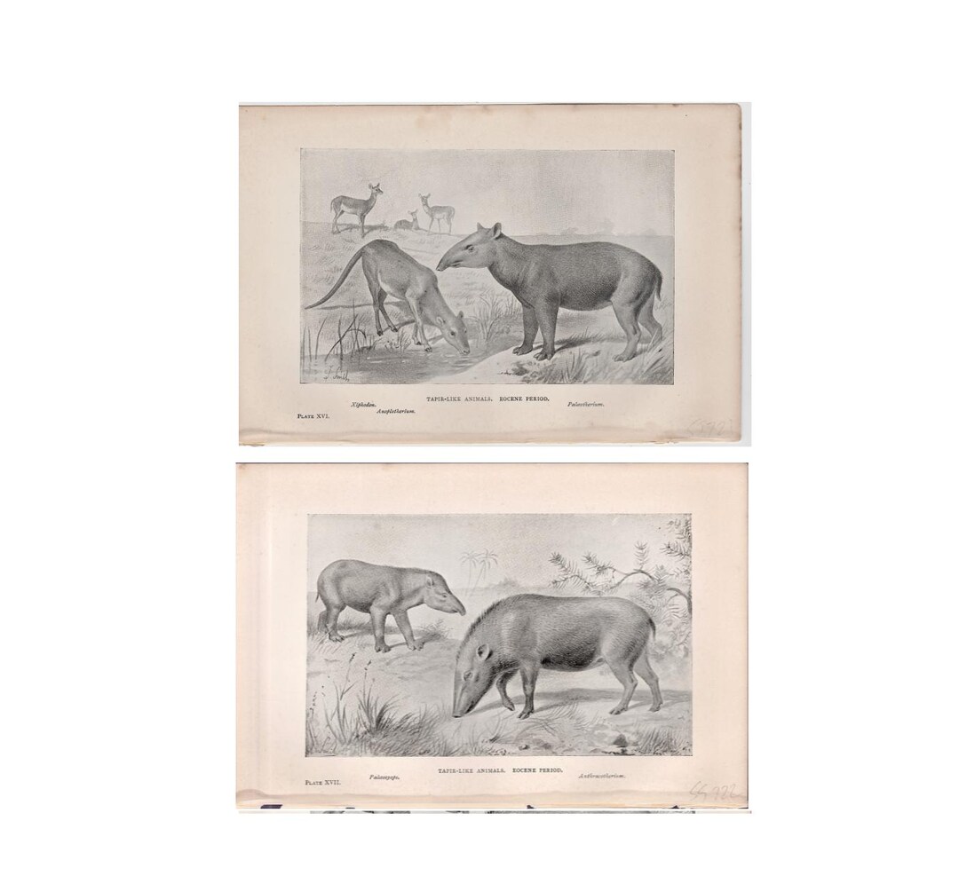 C. 1892 TAPIR LIKE ANIMALS Lithographs • Original Antique Print ...