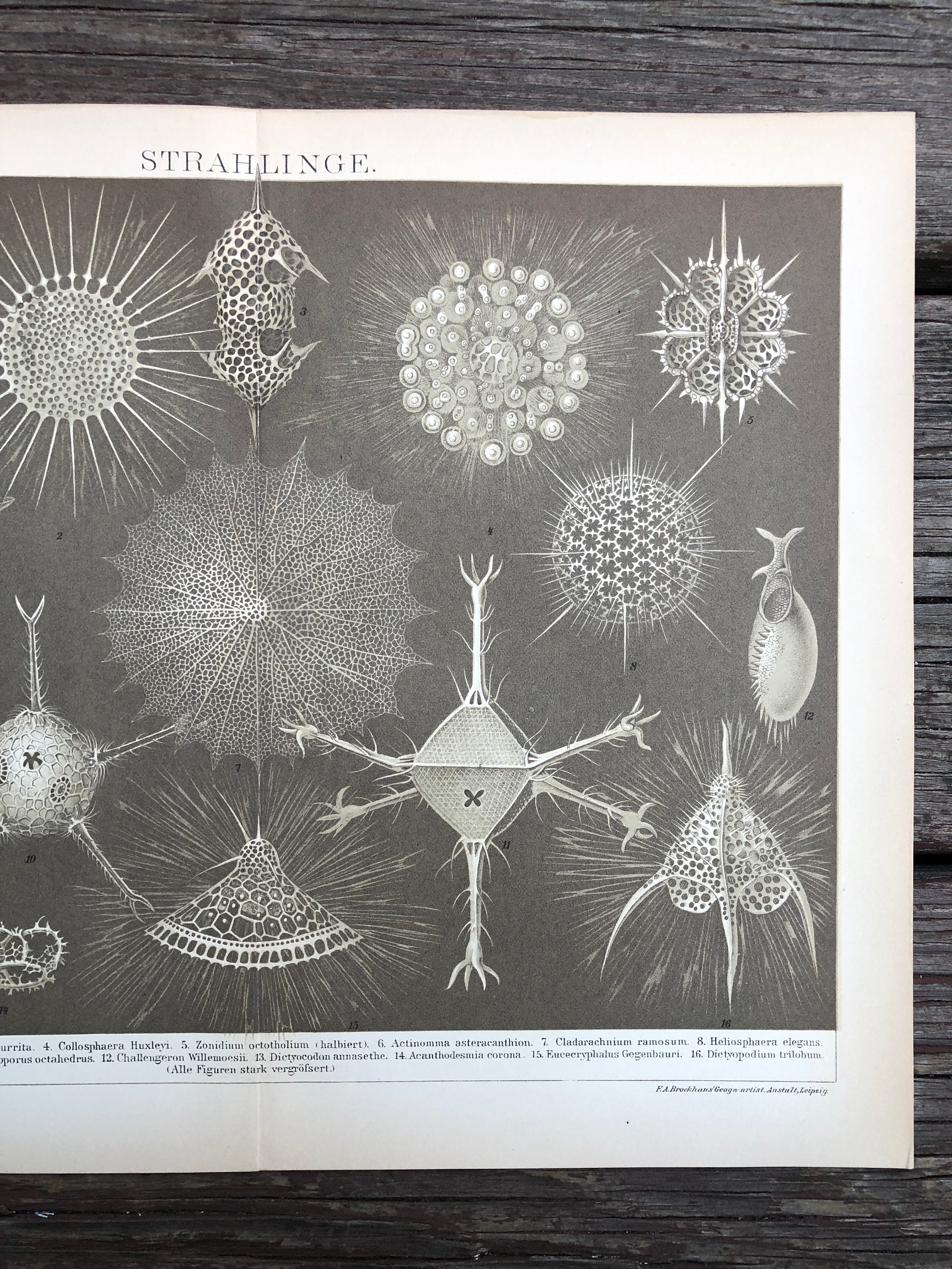 Rhizaria Radiolarians