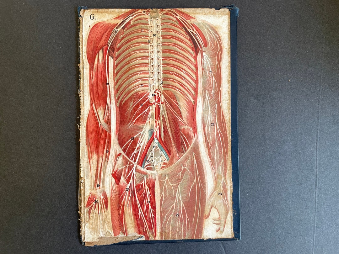 C. 1902 MALE ANATOMY Lithograph - Original Antique Print • Antique ...