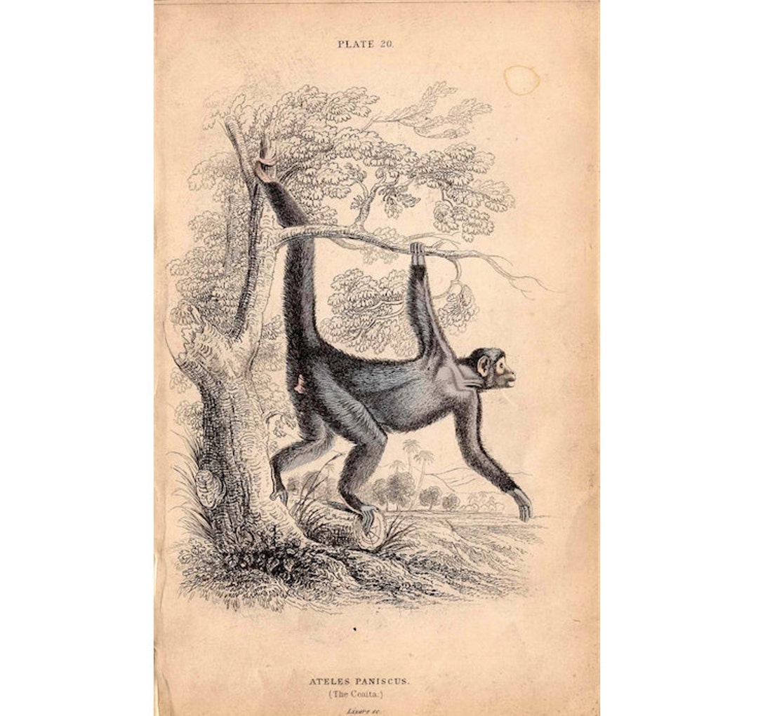 C. 1833 MONKEY APE PRIMATE Engraving • Original Antique Print • Animal ...