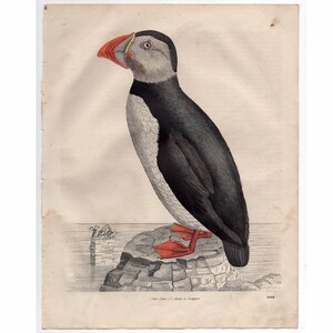 C. 1845 PUFFIN Engraving • Original Antique Print • Seabird • Atlantic ...