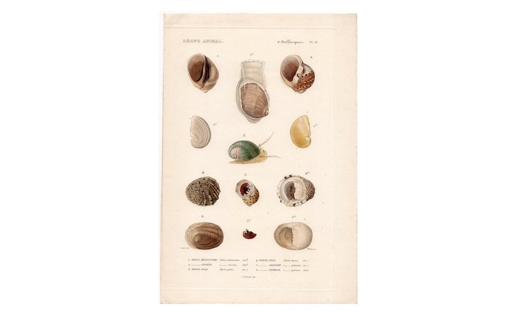 C. 1836 SEA SHELL ENGRAVING Print Original Antique Rare Sea Life Ocean ...