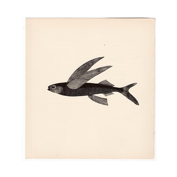 Flying Fish Print - Etsy
