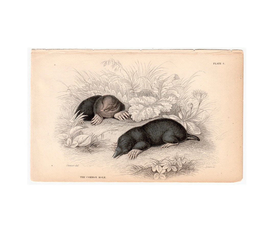 C. 1843 MOLE Engraving - Original Antique Print - Hand Colored ...