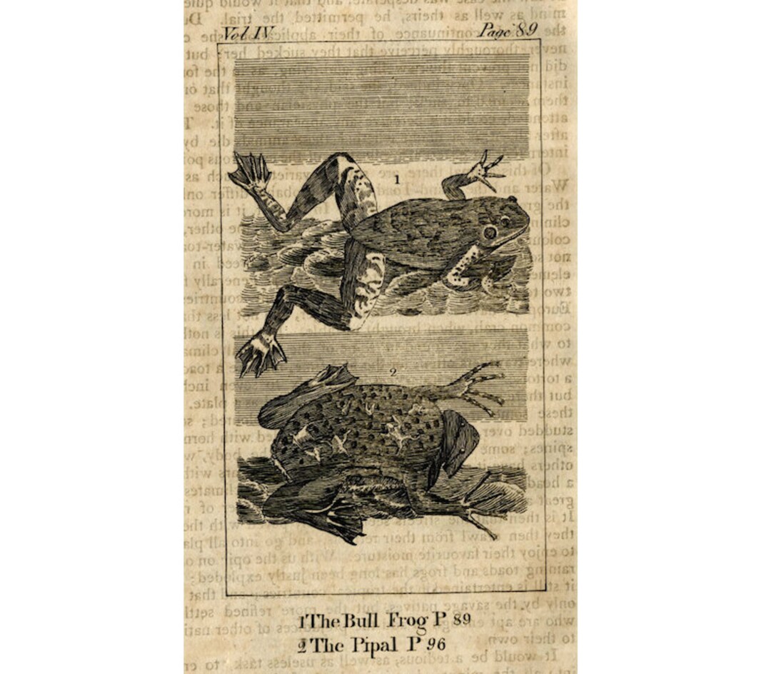 C. 1808 FROG Print • Original Antique Print • Amphibian Print • Toad ...