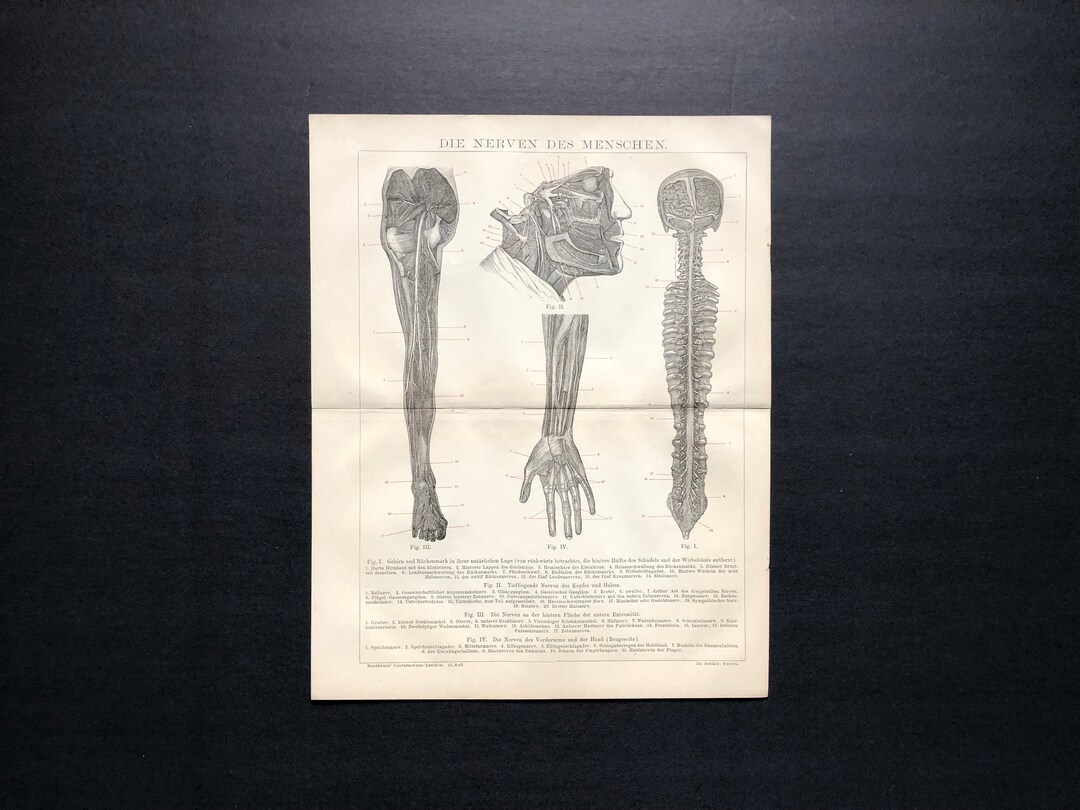 C. 1894 NERVOUS SYSTEM Lithograph - Original Antique Print - Medical ...