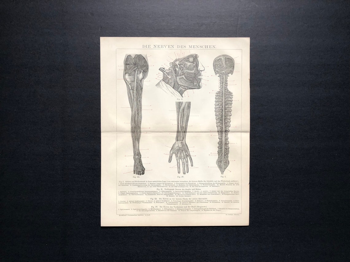 C. 1894 NERVOUS SYSTEM LITHOGRAPH Original Antique Print - Etsy