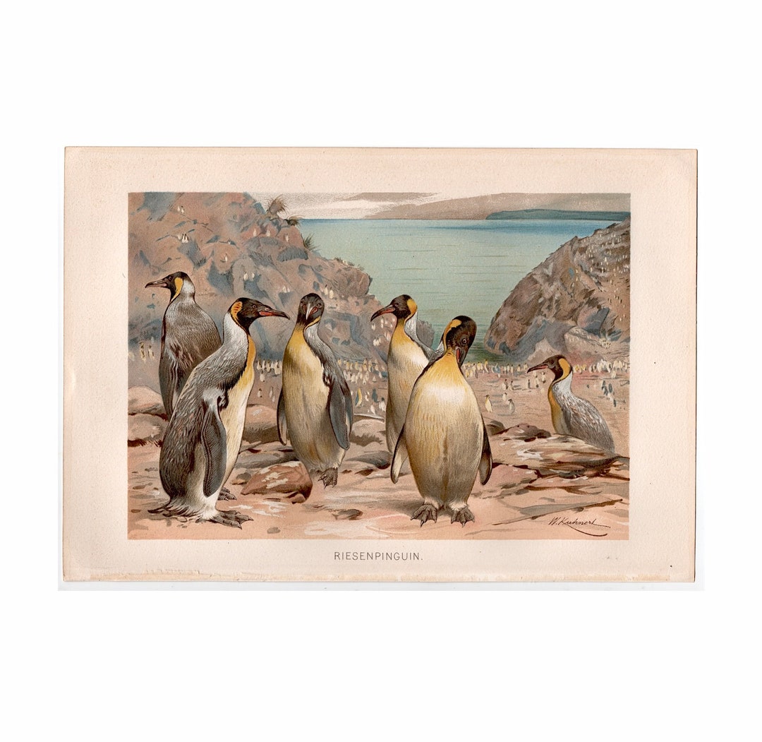 EXTINCT! C. 1894 GIANT PENGUINS Lithograph - Original Antique Print ...