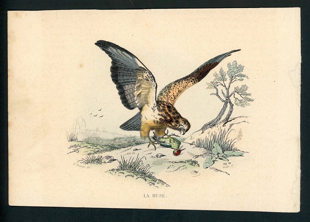 C. 1837 BUZZARD Eating a Bird Engraving • Original Antique Print ...