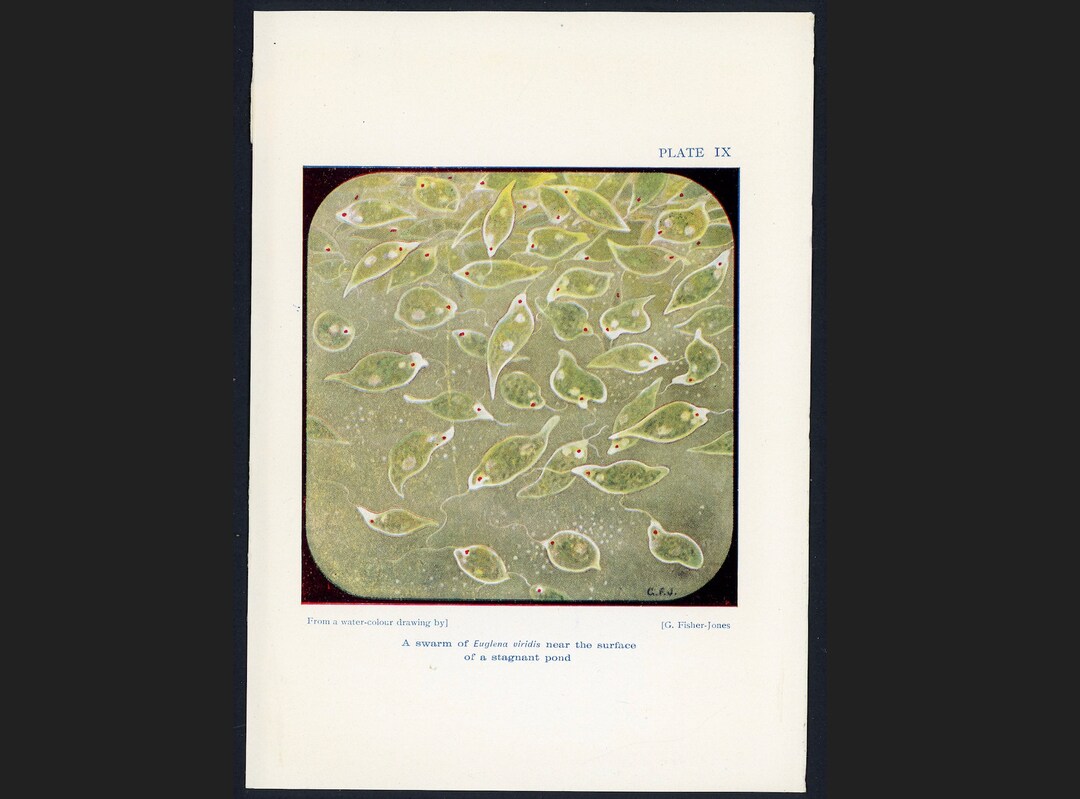 C. 1907 UNDER THE MICROSCOPE Lithograph • Original Antique Print ...