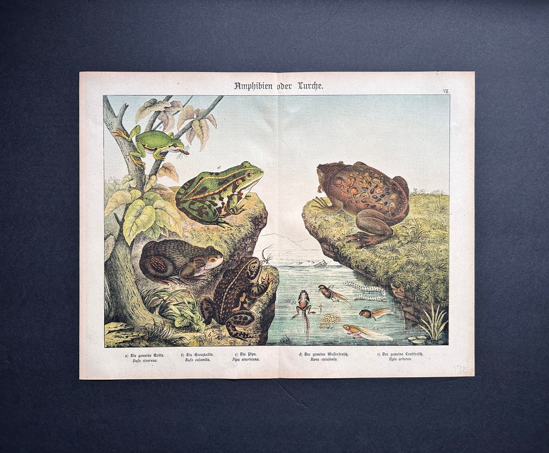 C.1890 FROGS Lithograph • Original Antique Print • Frogs Print ...