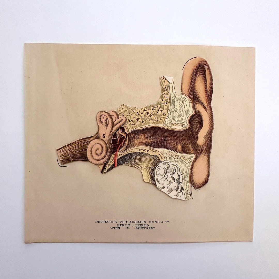 C. 1902 EAR ANATOMY Lithograph • Original Antique Print • Interactive ...