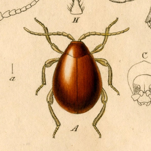 1837 BEETLES BUGS INSECT impresión antigua grabado original a - Etsy España