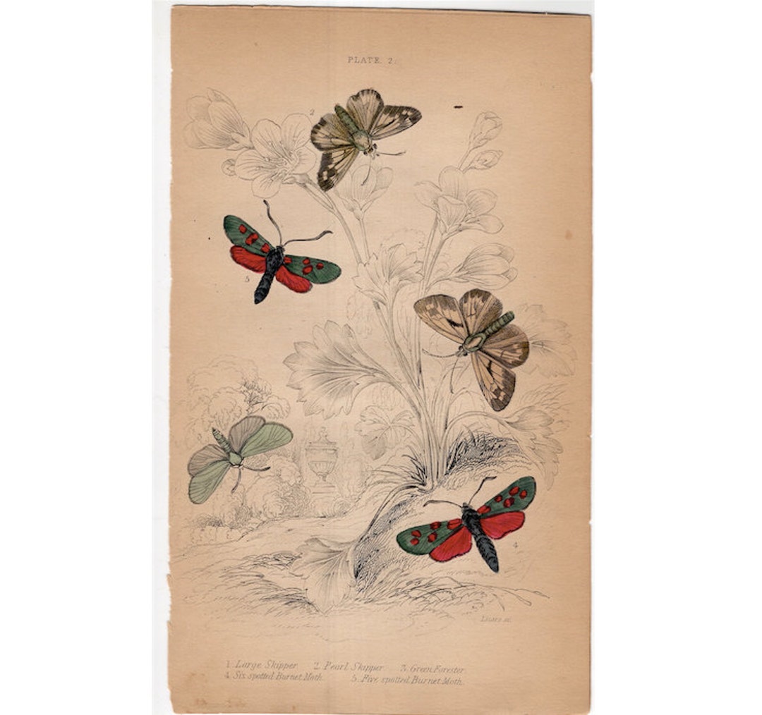 1843 Antique BUTTERFLY MOTH Engraving Original Antique Entomology Print ...