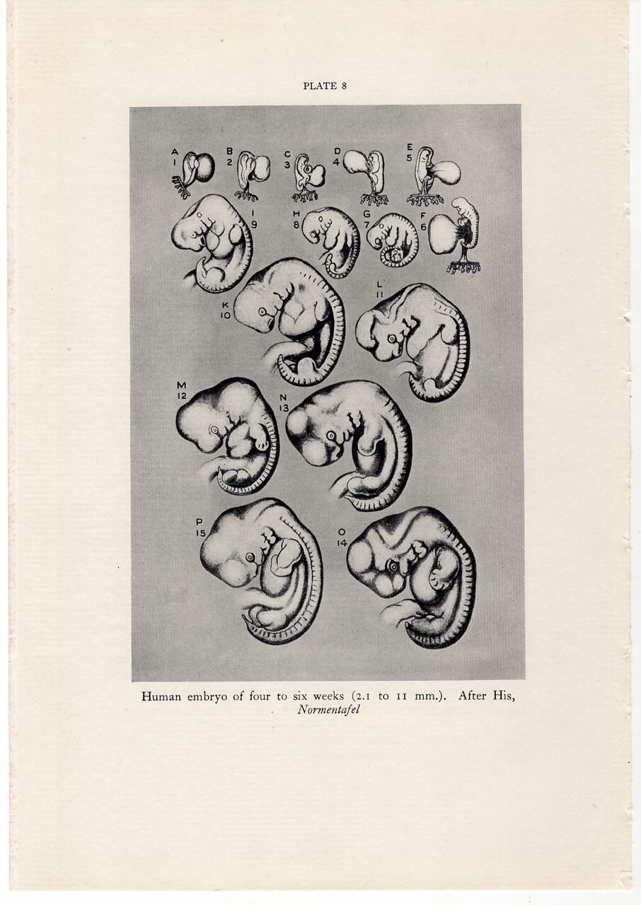 Human Embryo Drawing