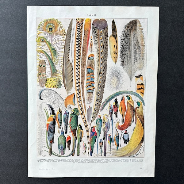 Feather Print - Etsy