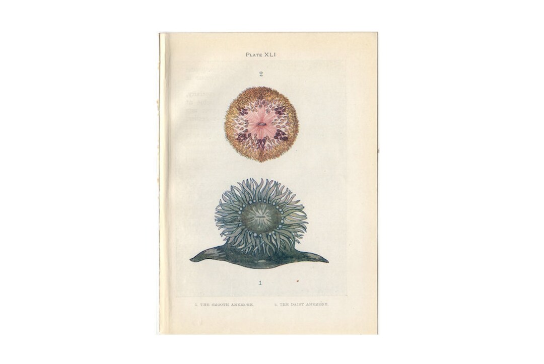 C. 1907 SEA ANEMONE Print Original Antique Print Sea Life Print Ocean ...