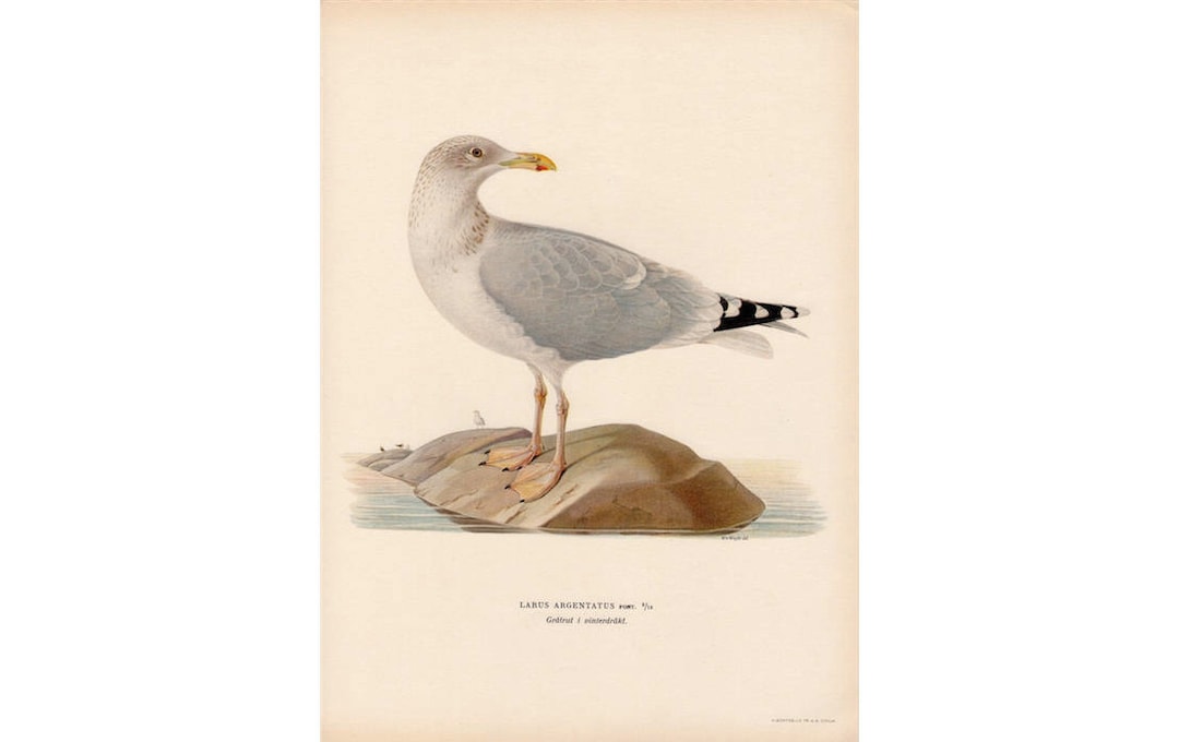 Large C. 1924 SEAGULL Lithograph • Original Antique Print • Bird Print ...