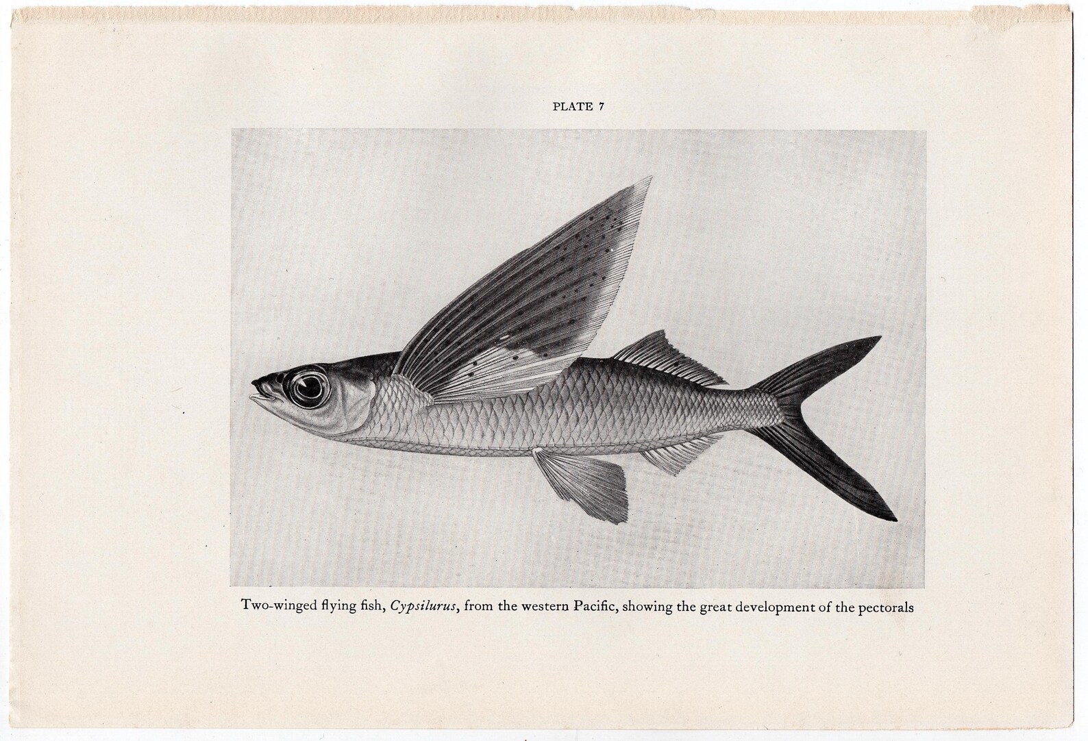 C. 1934 FLYING FISH Print • Original Antique Print • Exocoetidae Fish ...