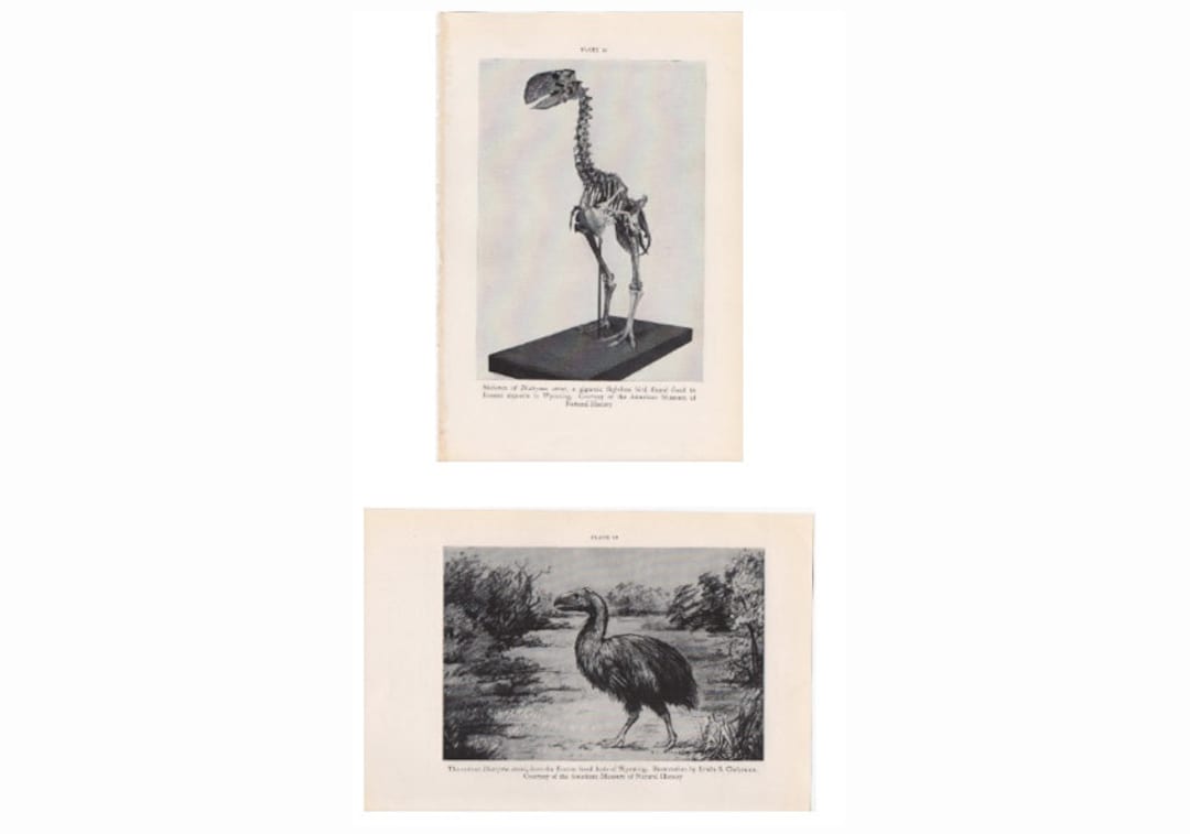 C. 1934 DIATRYMA STEINI BIRD Lithographs Set of 2 Original Vintage ...