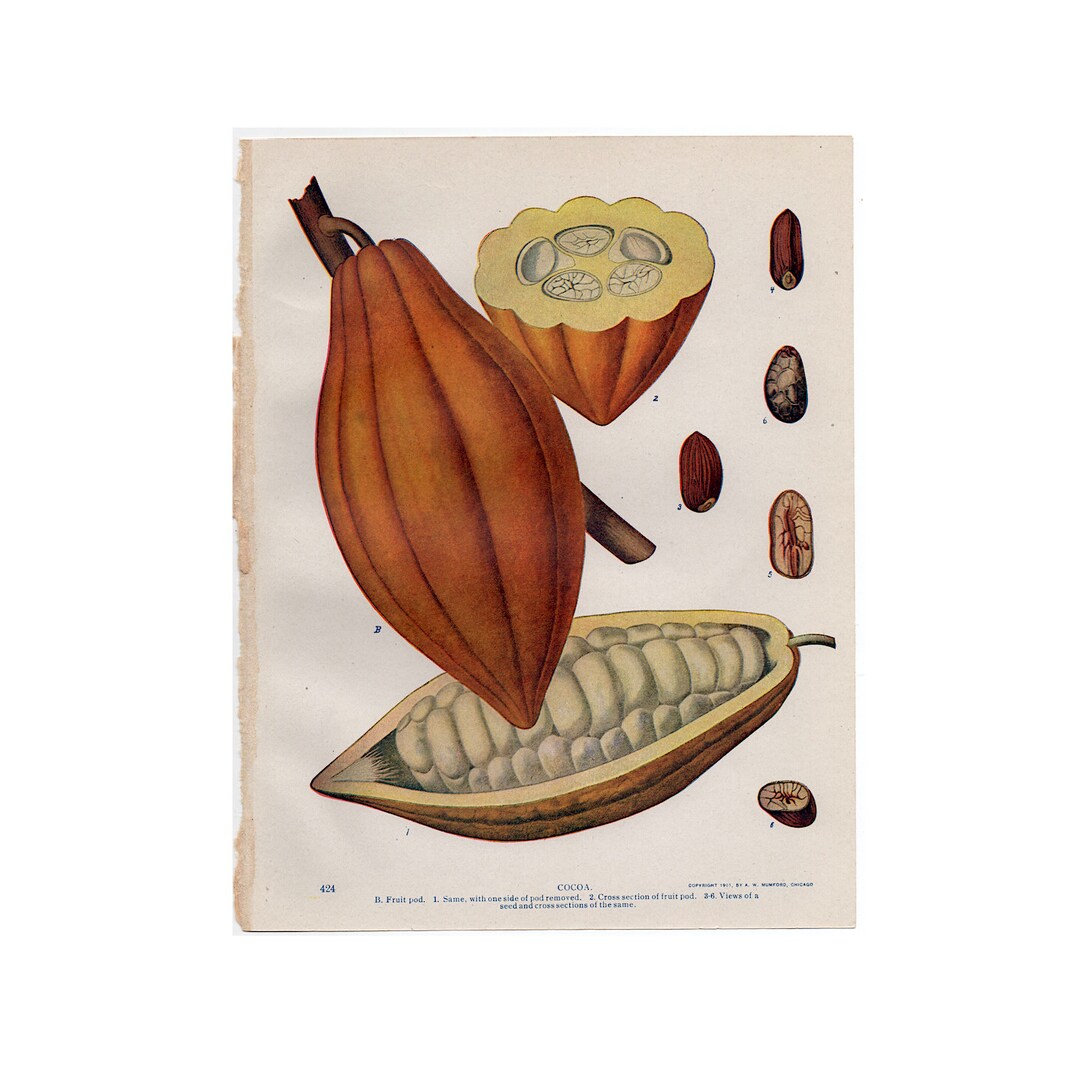 C. 1901 CACAO BEAN Print Original Antique Print Chocolate Print Cacao ...