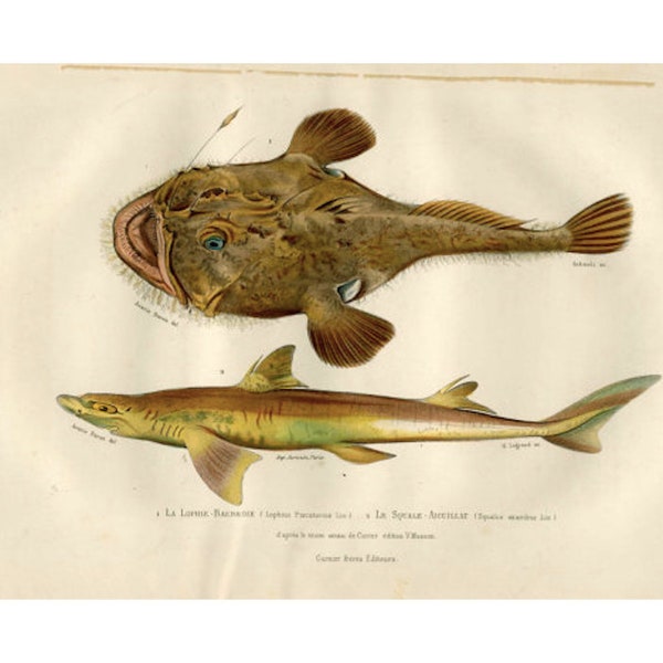 Antique Fish Print - Etsy