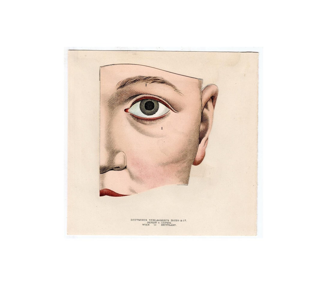 C. 1902 EYE ANATOMY Lithograph • Original Antique Print • Interactive ...