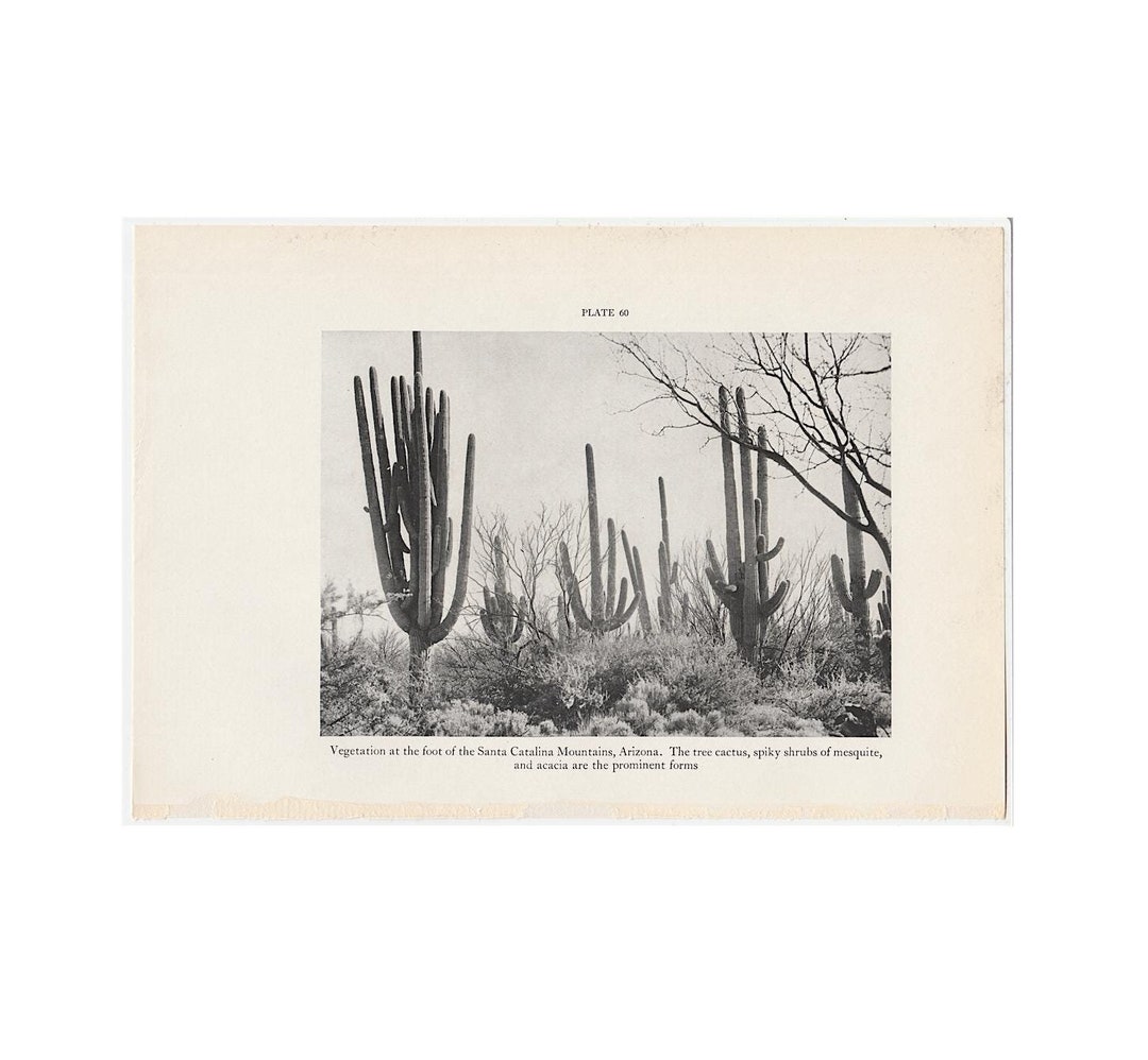 C. 1934 TREE CACTUS Lithograph • Vintage Botanical Print • Plant Print ...