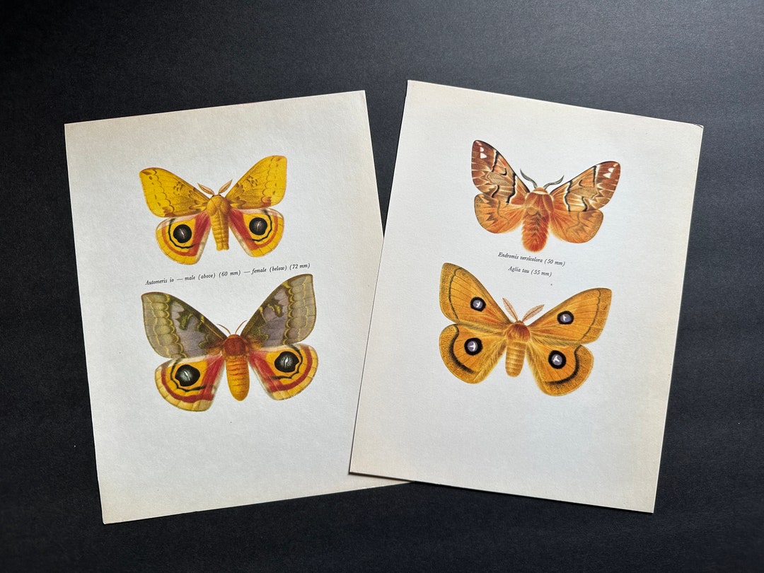 C. 1963 VINTAGE MOTH Lithographs • Set of 2 Gorgeous Colorful Vintage ...