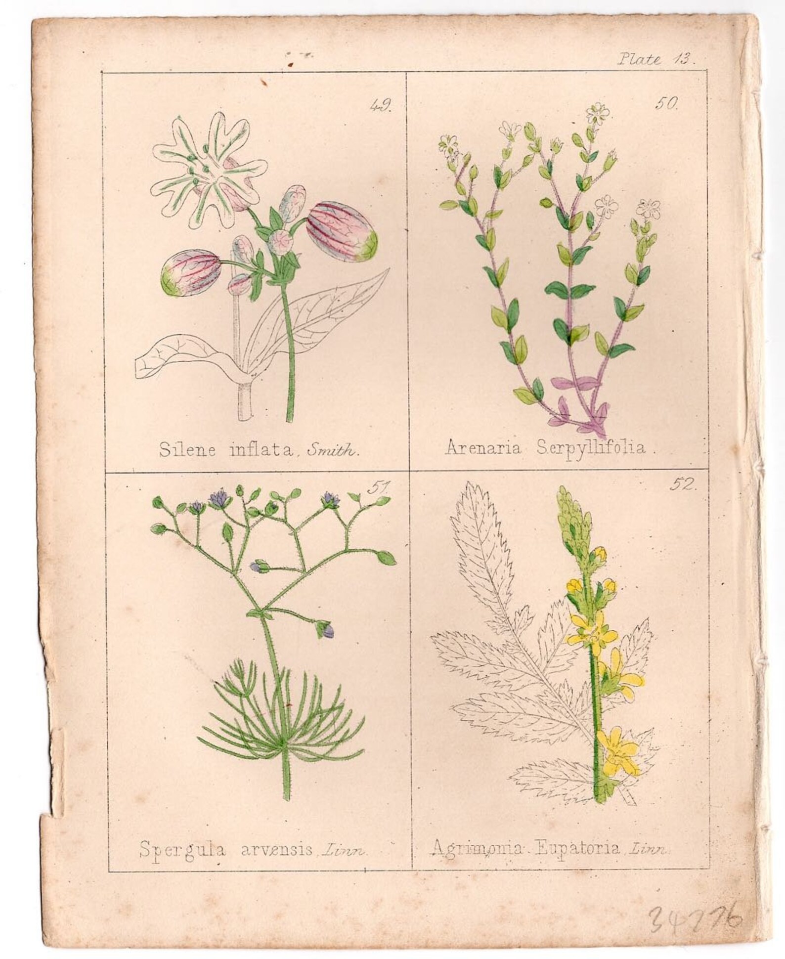 TINY c. 1860 FIELD FLOWER prints set of 2 original antique | Etsy