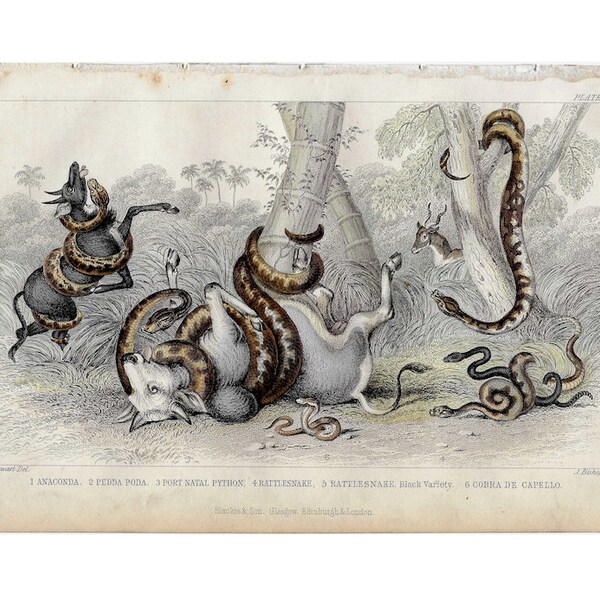 Reptile Print - Etsy