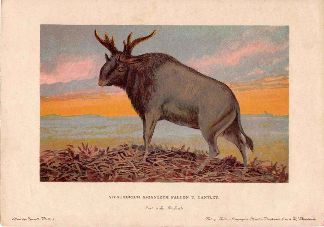 C. 1902 SIVATHERIUM Lithograph • Original Antique Print - Fossil ...