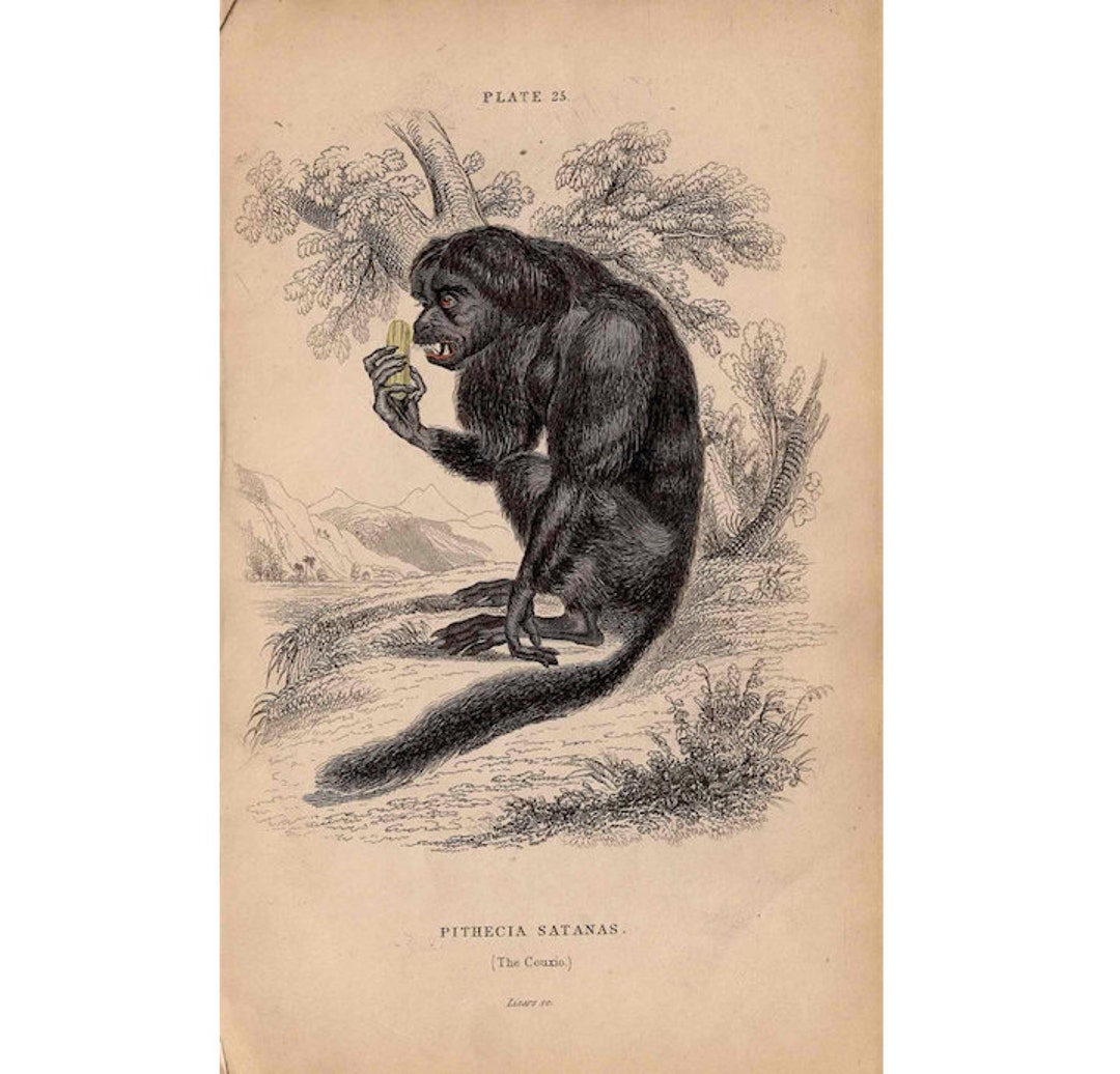 C. 1833 MONKEY APE PRIMATE Engraving • Original Antique Print • Hand ...